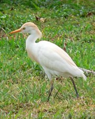 Rescatan garza garrapatera herida, a punto de ser devorada por animales ...