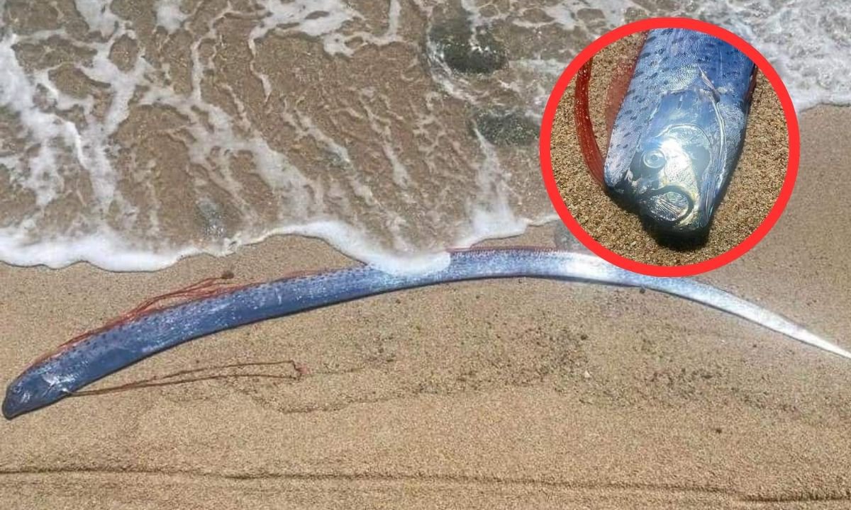 Pez remo aparece en playas de México y causa terror en redes; ¿por qué ...